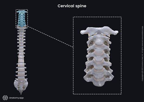 Cervical Vertebrae Encyclopedia Anatomy App Learn Anatomy 3d Models Articles And Quizzes