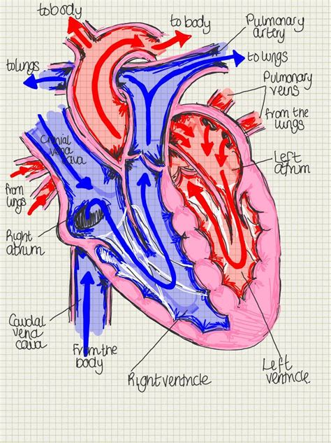 A Place To Find Hints Tips And Ask Questions Basic Diagram Of The