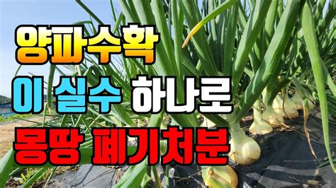 양파 수확시기 적기 실수 하나로 양파 몽땅 못먹습니다 Youtube