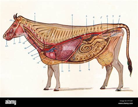 Female Cow Reproductive System
