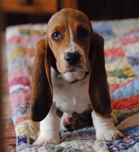 22 Cute Miniature Basset Hound Pictures You Will Love The Paws