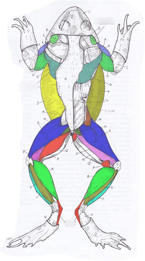 Frog Dorsal Color