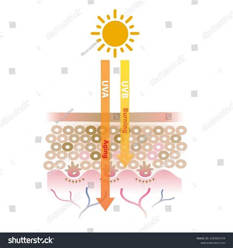Infographic Uva Uvb Radiation Penetrate Into Stock Vector Royalty Free 2185903739 Shutterstock