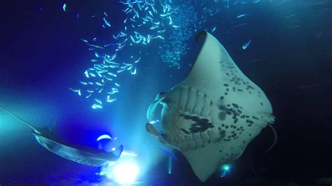 Manta Ray Night Dive In Hawaii Youtube