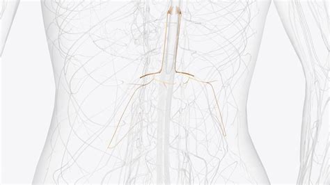 Premium Photo L1 Spinal Nerve Provides Sensation To Your Groin And