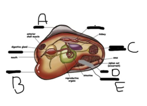 Mollusk Review Diagram Quizlet