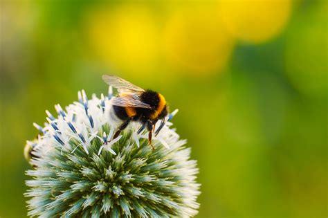 Are Stinging Insects More Aggressive In The Fall Delving Pest Control