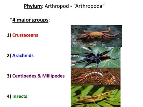 Phylum Arthropoda