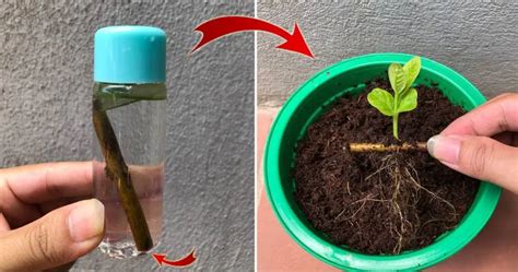 Try It Now Propagation Of Guava From Branches Is Simple This Way Organic Gardening Tricks