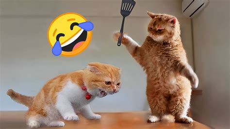 10 Minutes Funny Cat Memes 2023 Youtube