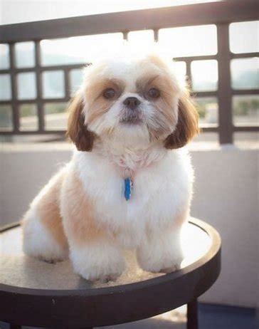 Top 10 Popular Shih Tzu Haircuts 30 Pictures The Paws