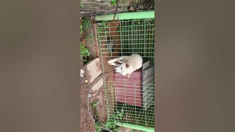 병아리 육추기 입성 Youtube