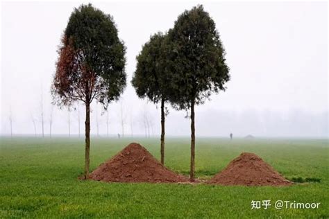 老祖宗说坟不栽三宅不栽四说的是哪7种树不能随便栽 知乎
