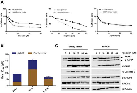 Role Of Rkip In Cervical Cancer Cells Response To Cisplatin A Download Scientific Diagram