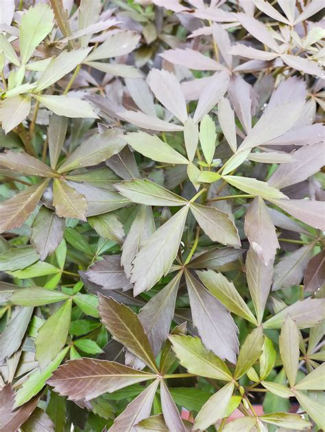 Pseudopanax Ferox — Mosgiel Garden Place