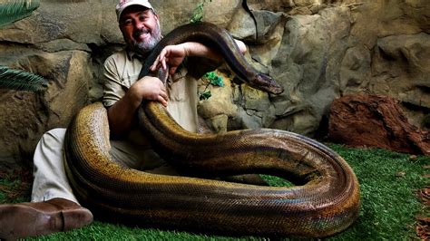 Reticulated Python Morphs