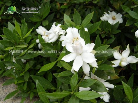 栀子花的养护管理措施 好景园林