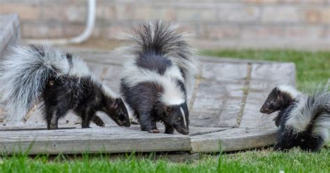 Skunk Bite 🎤🦨 Well You See Skunk Skunks Pet Pets Pettok