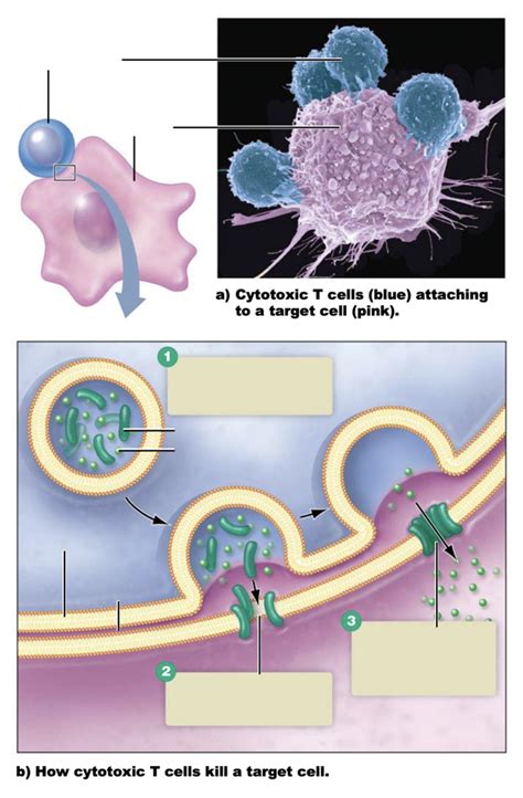 Diagram Cell Mediated Immunity Quizlet