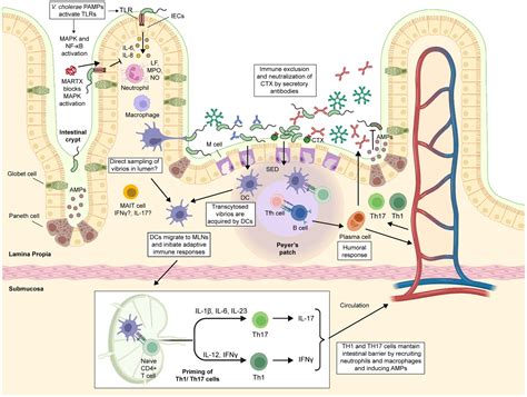 Frontiers Vibrio Cholerae Classification Pathogenesis Immune Response And Trends In