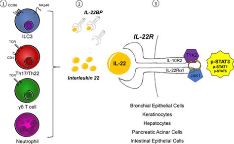 A Catch‐22 Interleukin‐22 And Cancer Hernandez 2018 European