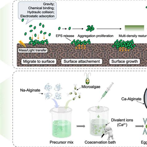 Main Technical Approaches Employed For Microalgal Immobilization A