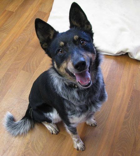 Blue Heeler German Shepherd Mix Puppies