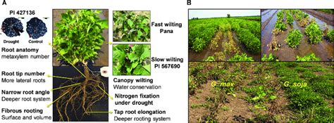 Traits Representing Or Contributing To Drought And Flooding Tolerance