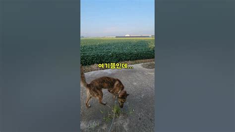 나와바리 체크하는 얼룩이 진돗개호구 세컨하우스 5도2촌 Youtube