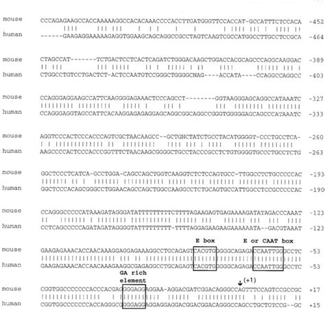 Comparison Of Nucleotide Sequences Of Sf 1 5 Flanking Region Between
