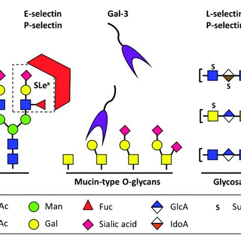 Major Classes Of Glycans And Glycosaminoglycans Involved In Endothelial Download Scientific