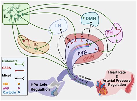 Hypothalamus Autonomic Control By