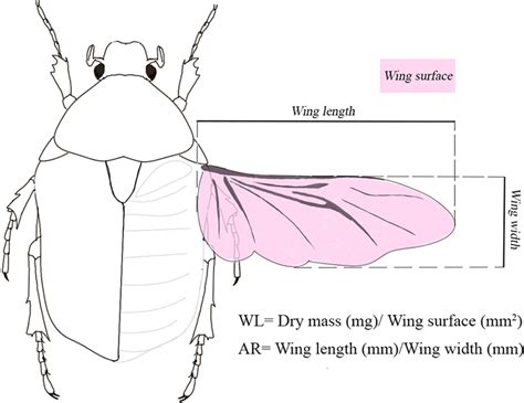 Schematic Representation Of The Morphological Traits Measured Download Scientific Diagram