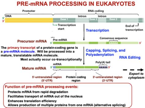 Rna Processing I Flashcards Quizlet