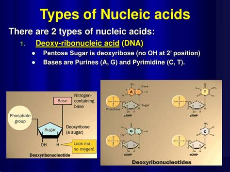 Nucleic Acid Defining Characteristics At Alice Mize Blog