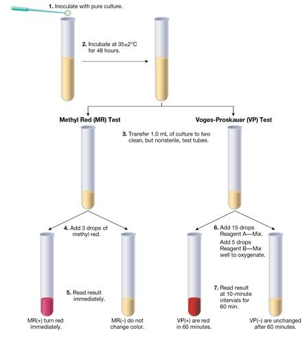 Methyl Red And Voges Proskauer Mr Vp Tests Flashcards Quizlet