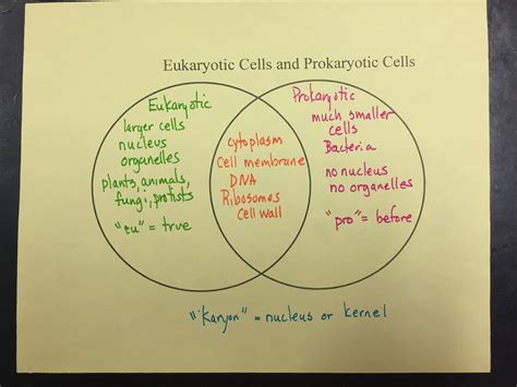 A Venn Diagram Of Prokaryotic And Eukaryotic Cells Prokaryot