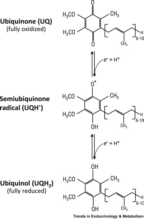 The Complexity Of Making Ubiquinone Trends In Endocrinology And Metabolism