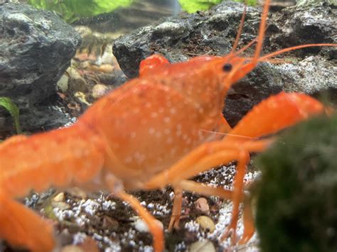 Anyone Keeping Crayfish Without A “cave” Hideout Whats Your Opinion