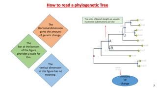 Philogenetic Tree PPT