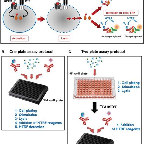 Principle Of The Phospho Erk Assay A Principle Of Htrf® Based Erk1 2
