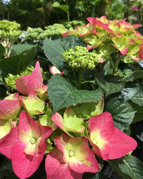 Hydrangea Macrophylla Lacecapgraceful Flowers In Vibrant Colours This
