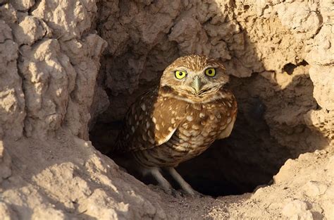 Burrowing Owls Of Nevada Burrowing Owl Conservation