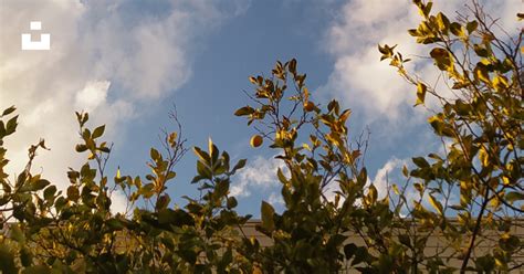 낮에는 흰 구름과 푸른 하늘 아래 녹색 잎 사진 Unsplash의 무료 산티아고 이미지