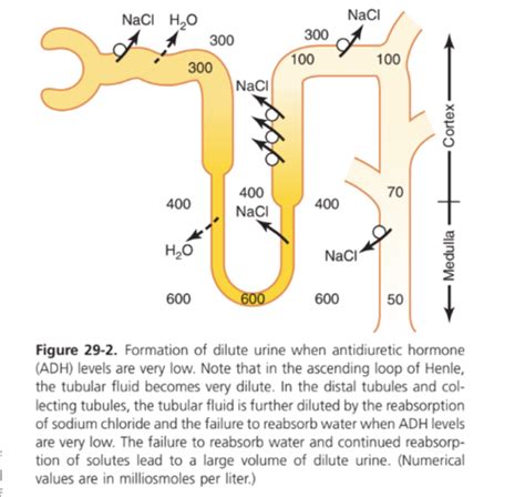 Phys 29 Urine Concentration And Dilution Regulation Of Extracellular Fluid Osmolarity And