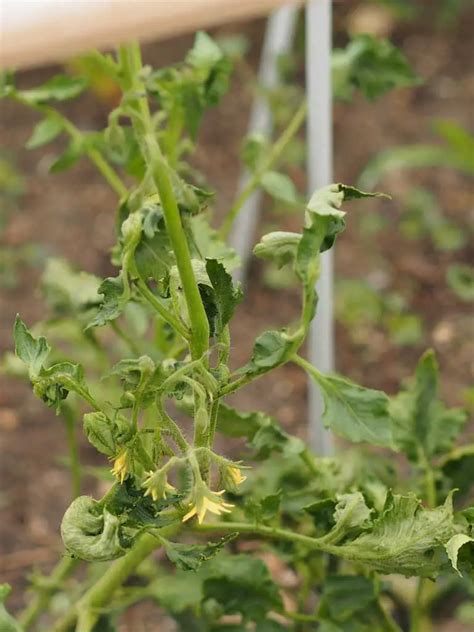 19 Best Verticillium Wilt Resistant Tomato Varieties Home Garden
