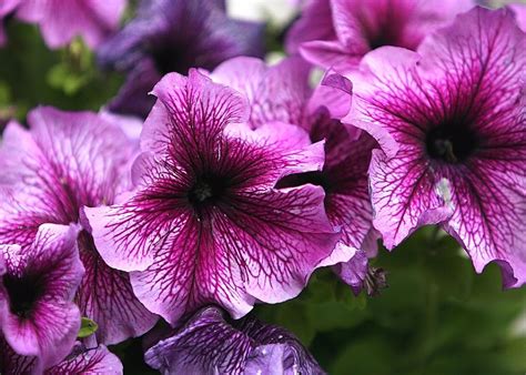 Petunia Una Planta De Atractivas Y Coloridas Flores Para Tu Jardín