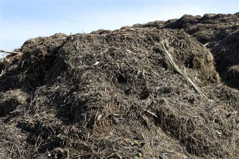 Compost Vs Fertilizer What Are The Differences Gardening Latest