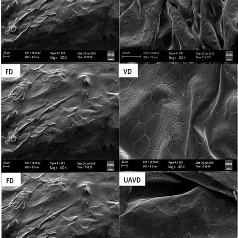 Surface Characteristic Of Dried Samples By Sem Images Hot Air Drying Download Scientific