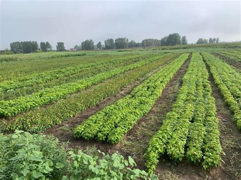 Мөнх Ногоон Ургамал Мод үржүүлгийн газар Facebook